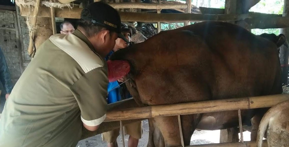 MELALUI INSEMINASI BUATAN (IB) POPULASI TERNAK SAPI TAHUN 2019 DI KABUPATEN PURBALINGGA ...