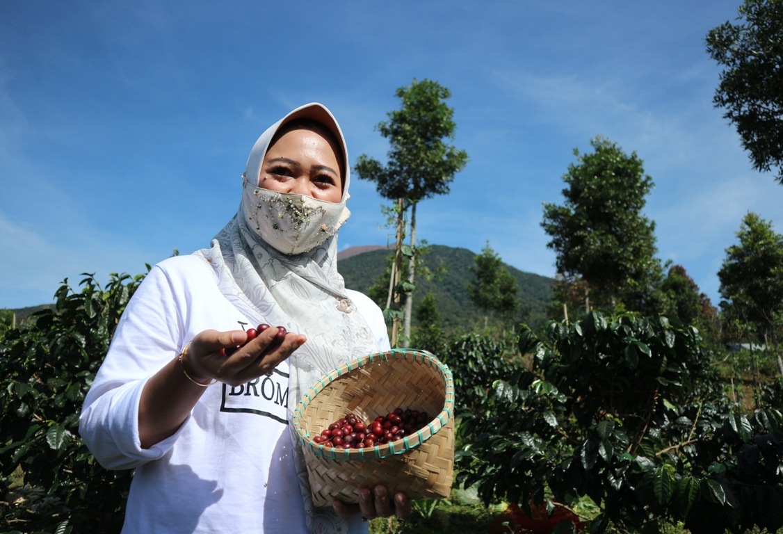 Bupati Tiwi Panen Kopi Arabica Gunung Malang - Pemerintah Kabupaten ...