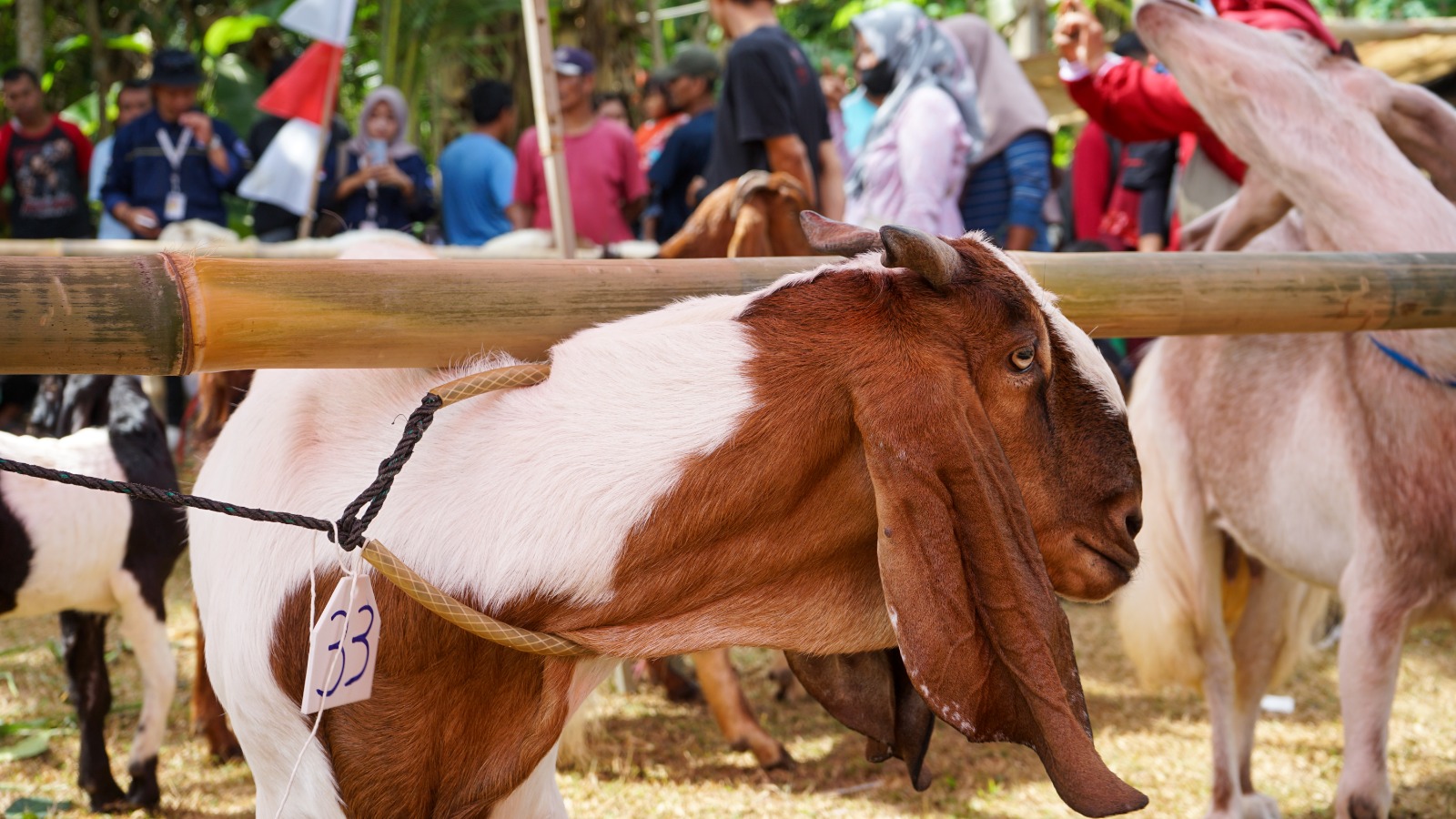 Keberhasilan Program Upland Project Sejahterakan Petani dan Peternak ...