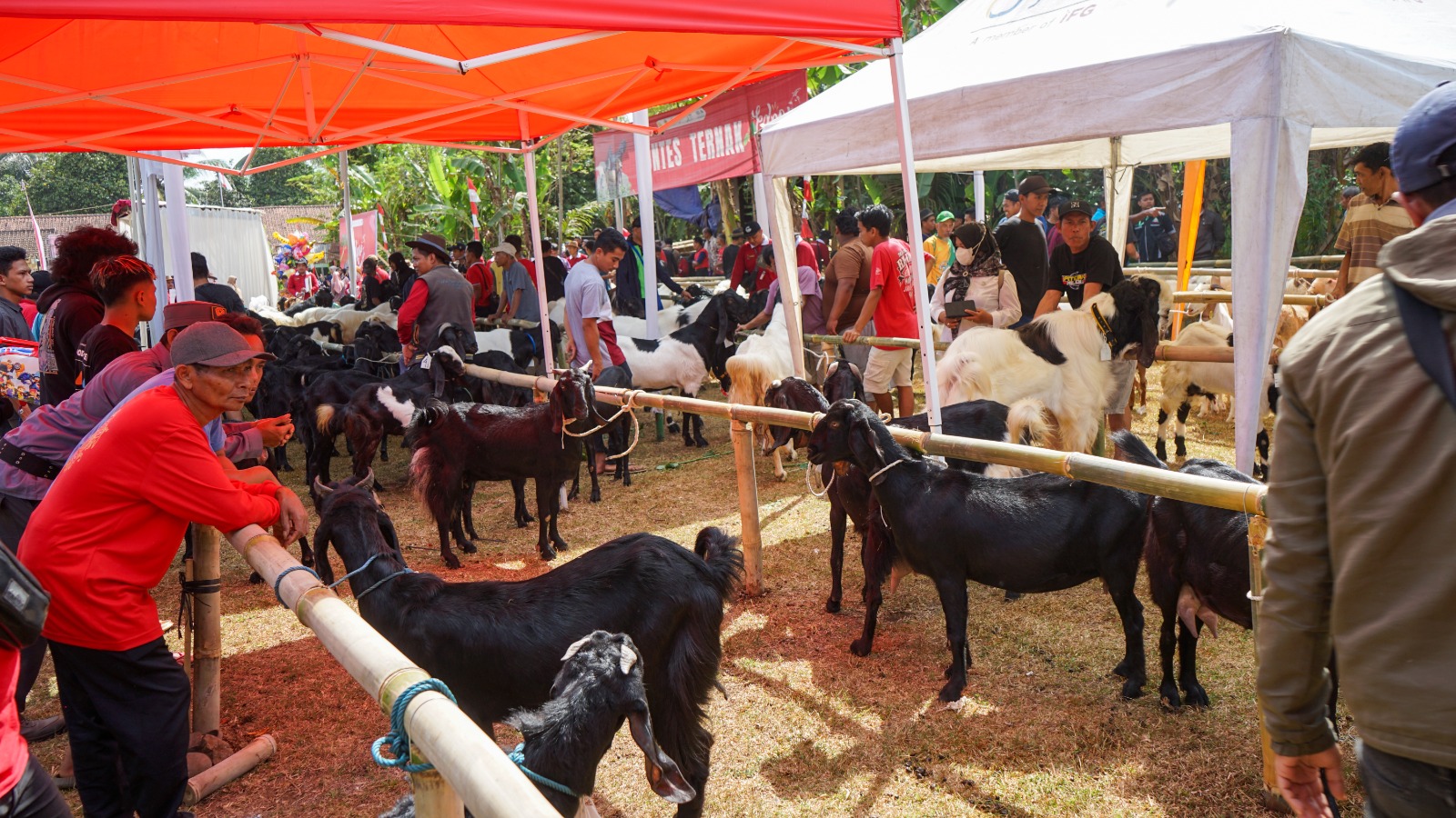 Keberhasilan Program Upland Project Sejahterakan Petani dan Peternak ...